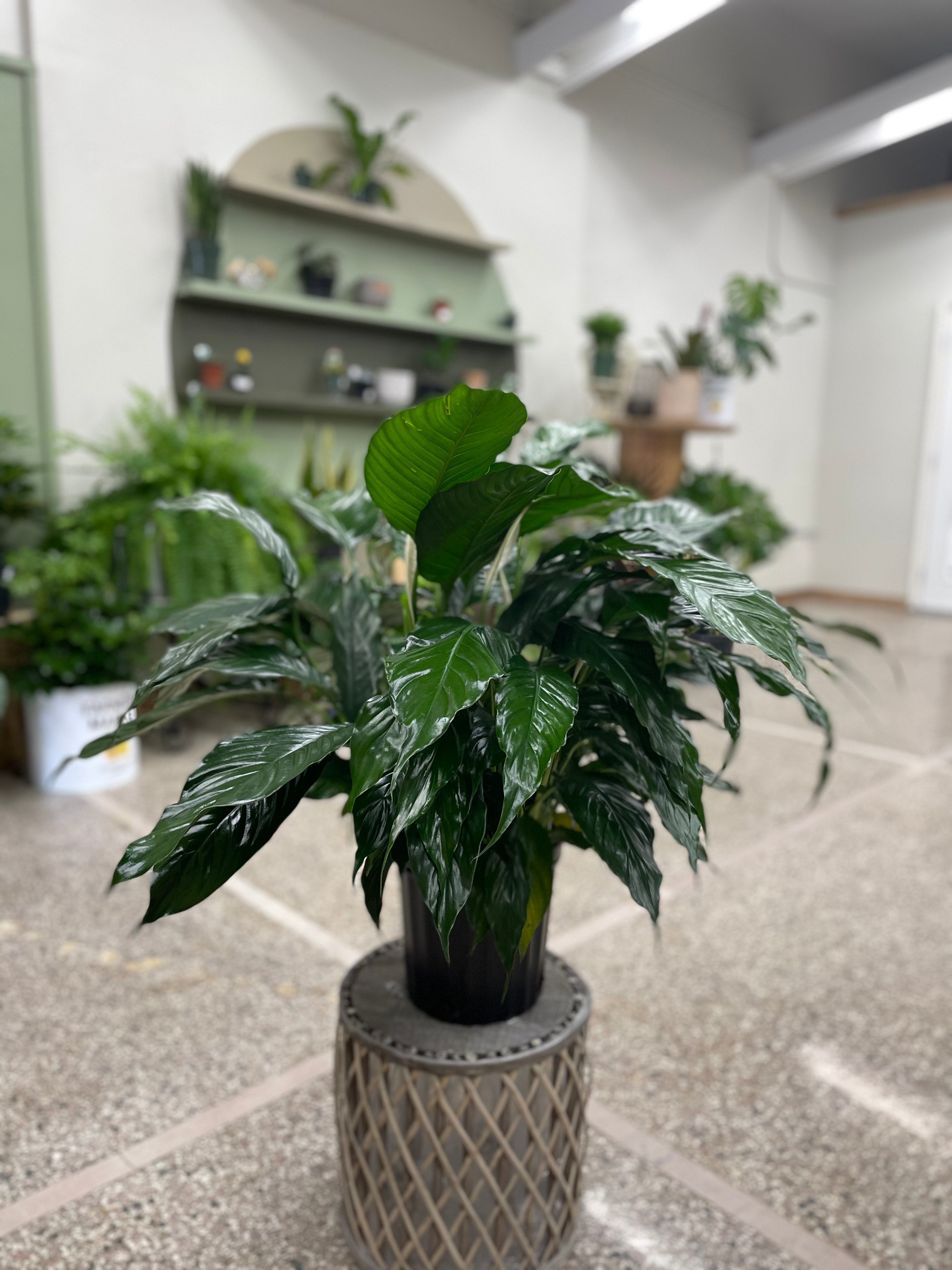 8" Spath - Peace Lily | Seed & Stem 12:27
